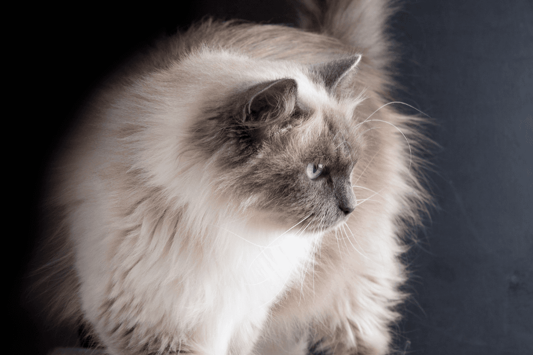 Domestic Cat Everything You Need To Know About The Cat Breed Domestic domestic-cat-everything-you-need-to-know-about-the-cat-breed-domestic